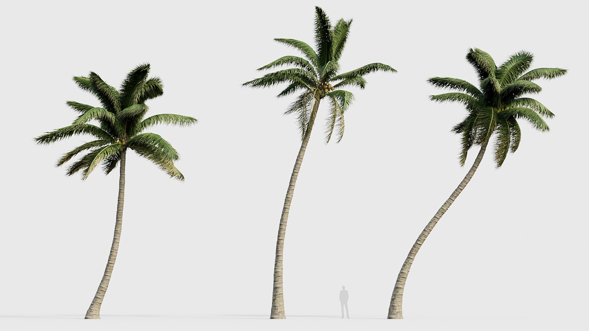 Cocos Nucifera Coconut Tree 03 3D Model 3D Model - TurboSquid 2173919