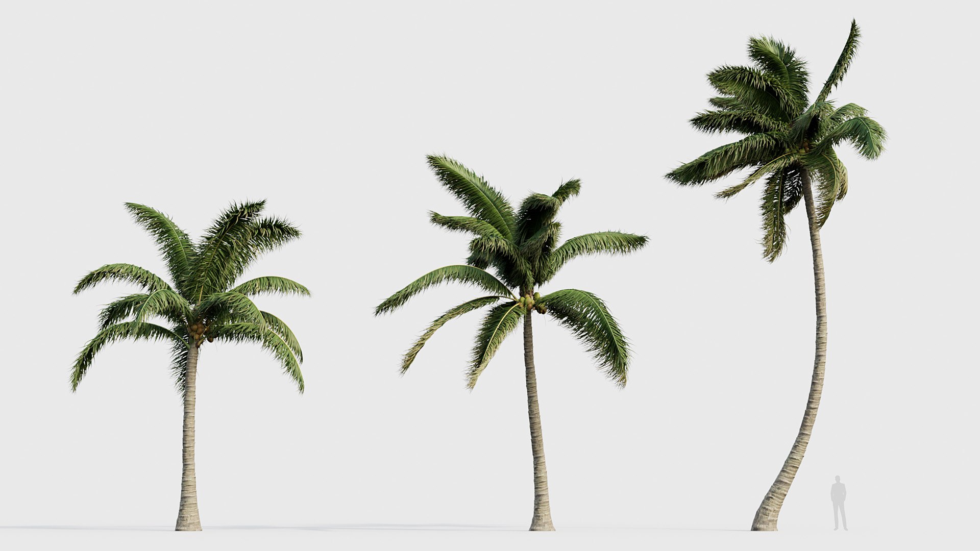 Cocos Nucifera Coconut Tree 03 3D Model 3D Model - TurboSquid 2173919