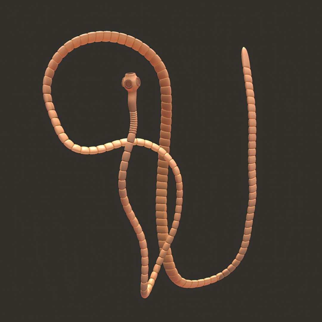 Worm Tapeworm Model - TurboSquid 1681791