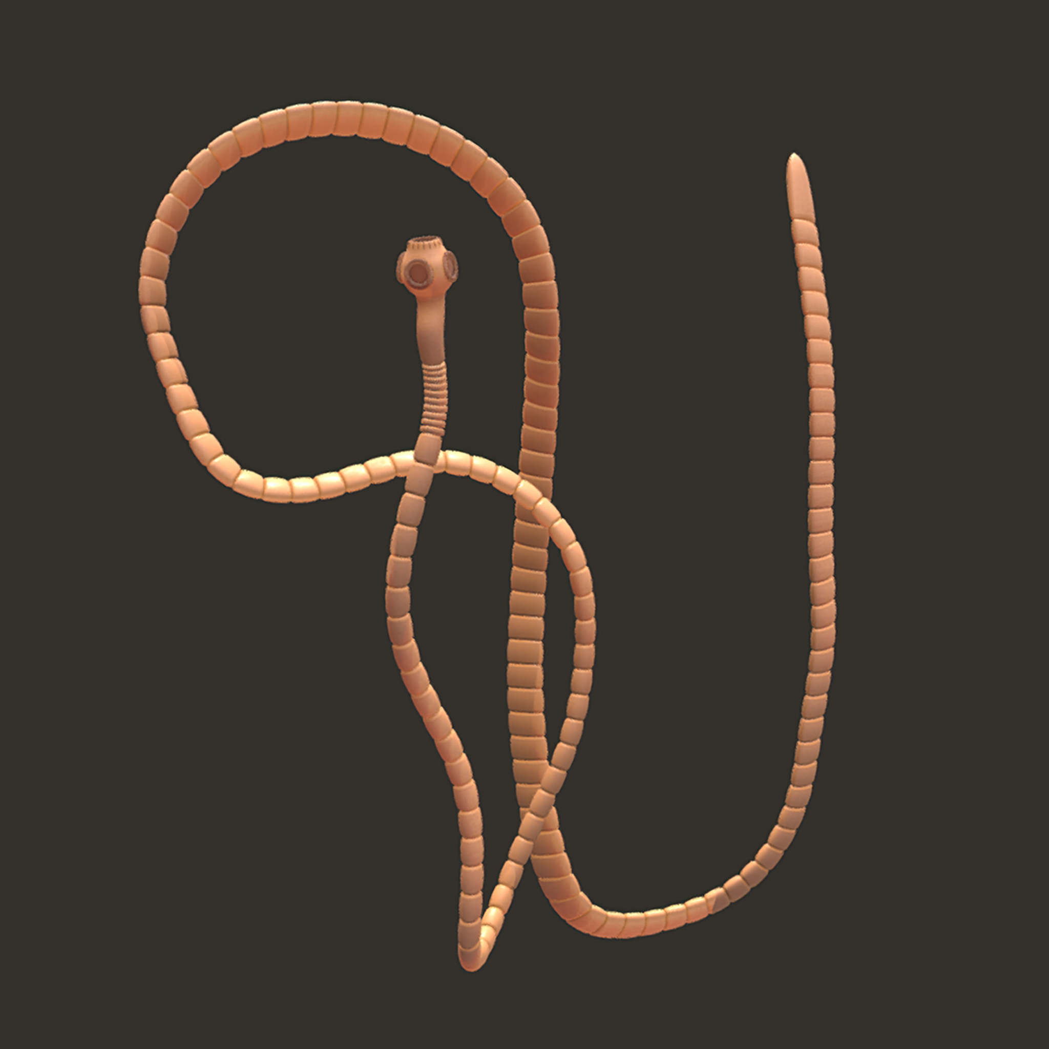 Worm tapeworm model - TurboSquid 1681791