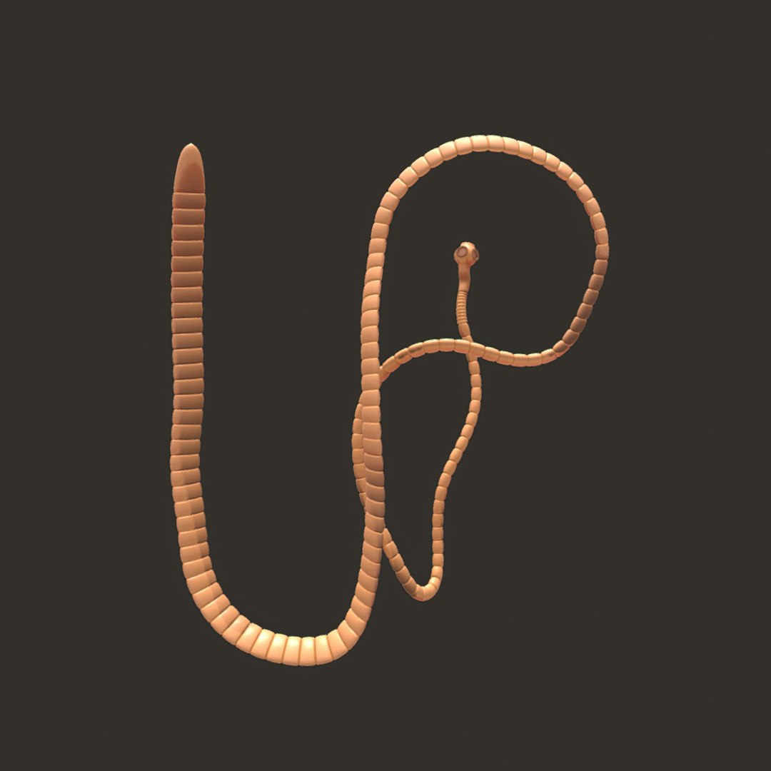 Worm Tapeworm Model - TurboSquid 1681791