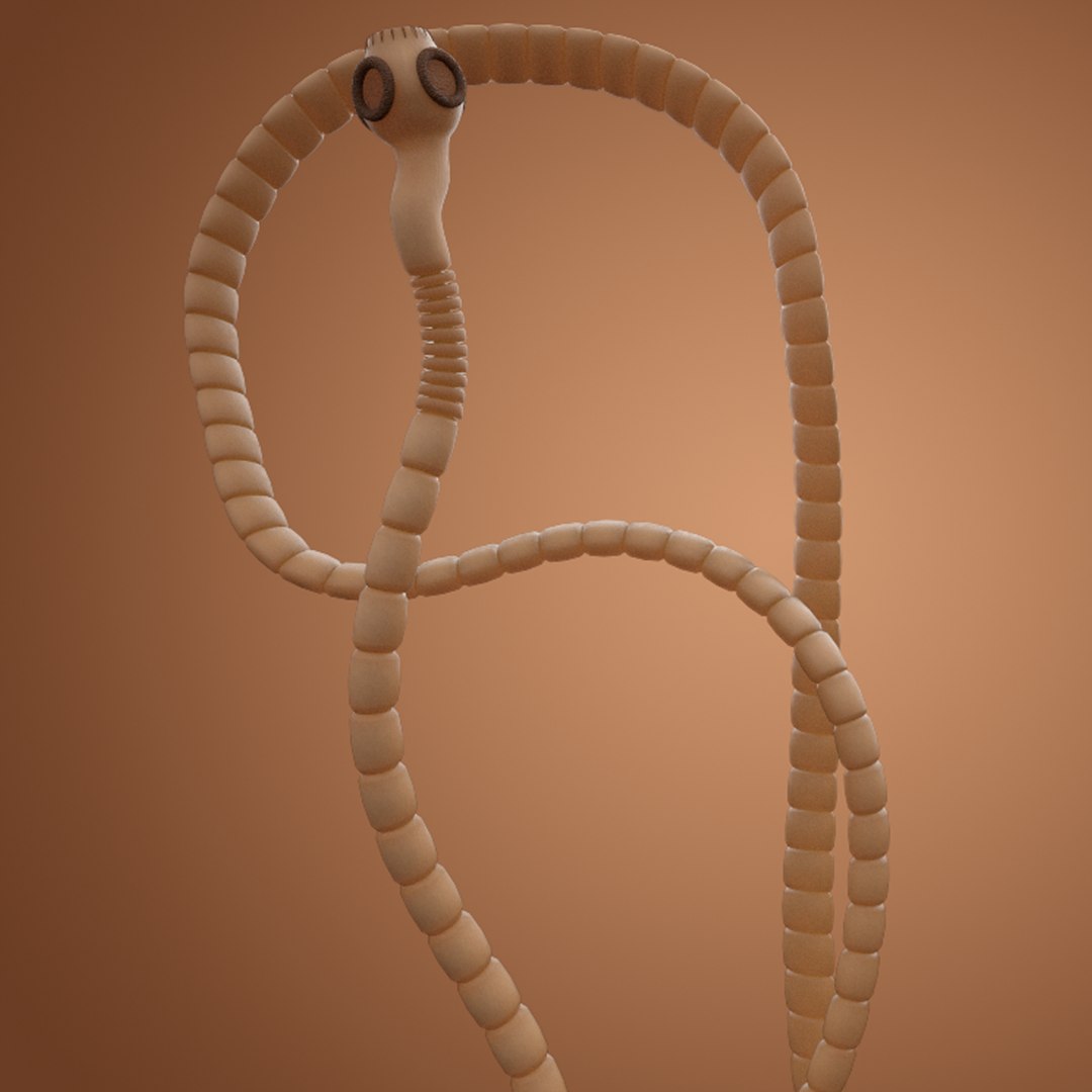Worm Tapeworm Model - TurboSquid 1681791