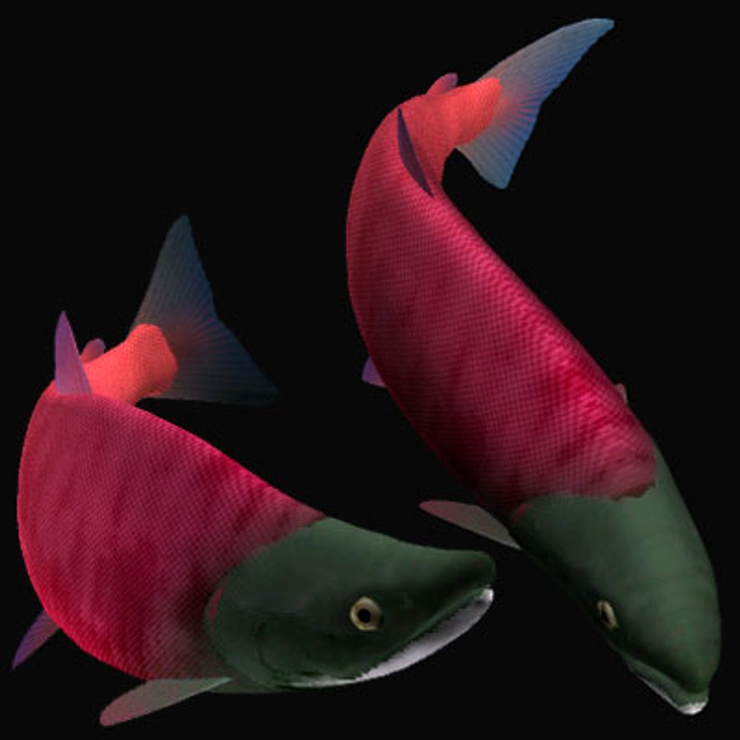 fish benizake 3d model