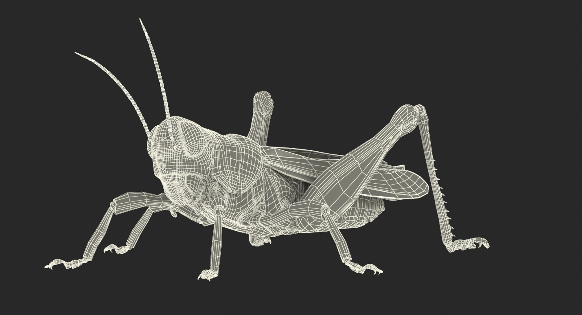 Grasshopper Field Realistic 3D Model - TurboSquid 1231491