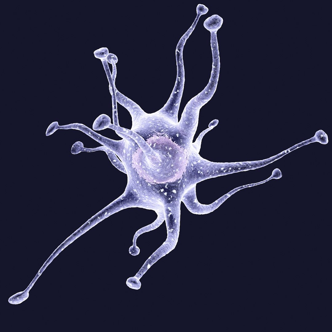 3d Model Neurons