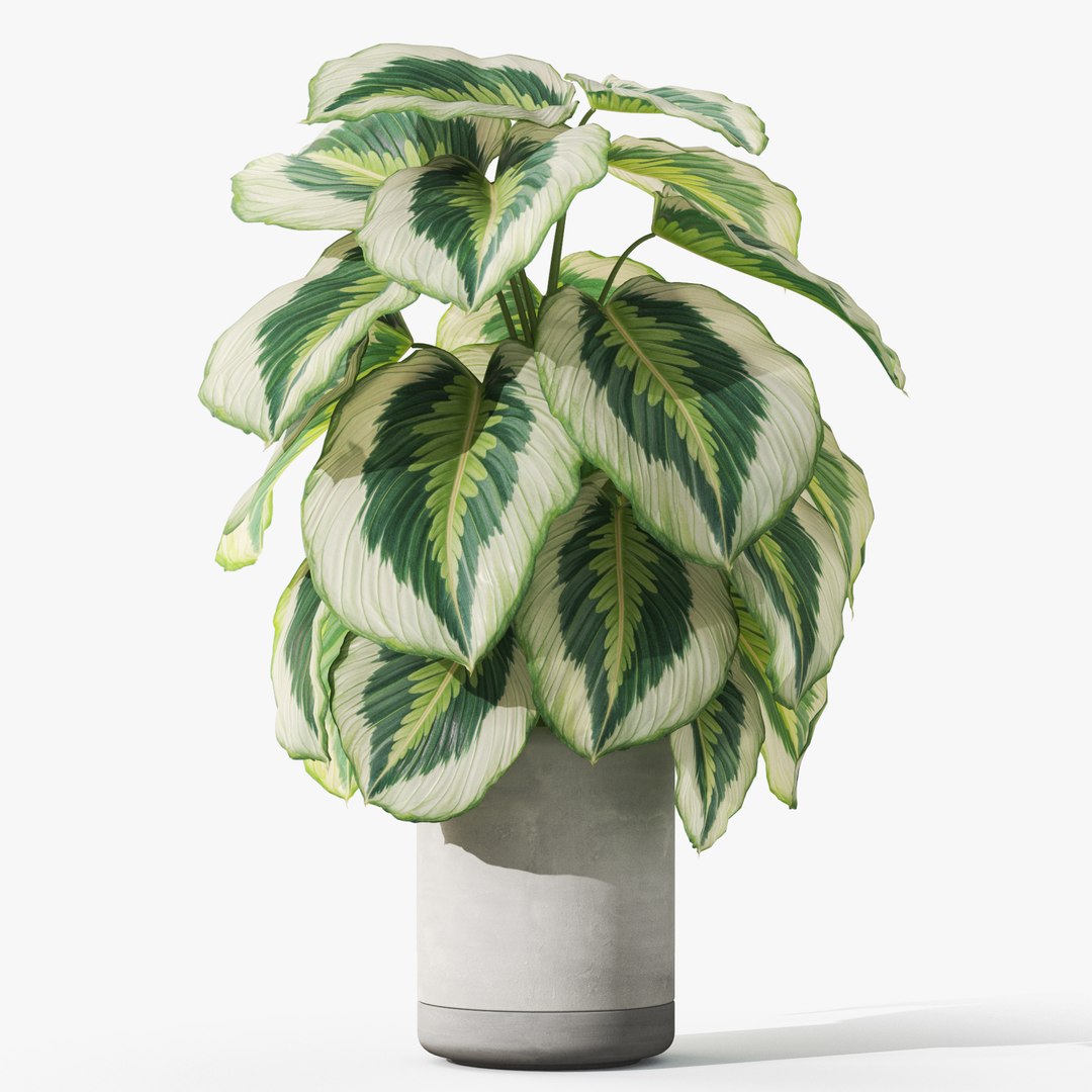 3D Plants Collection 1084 - TurboSquid 2222534