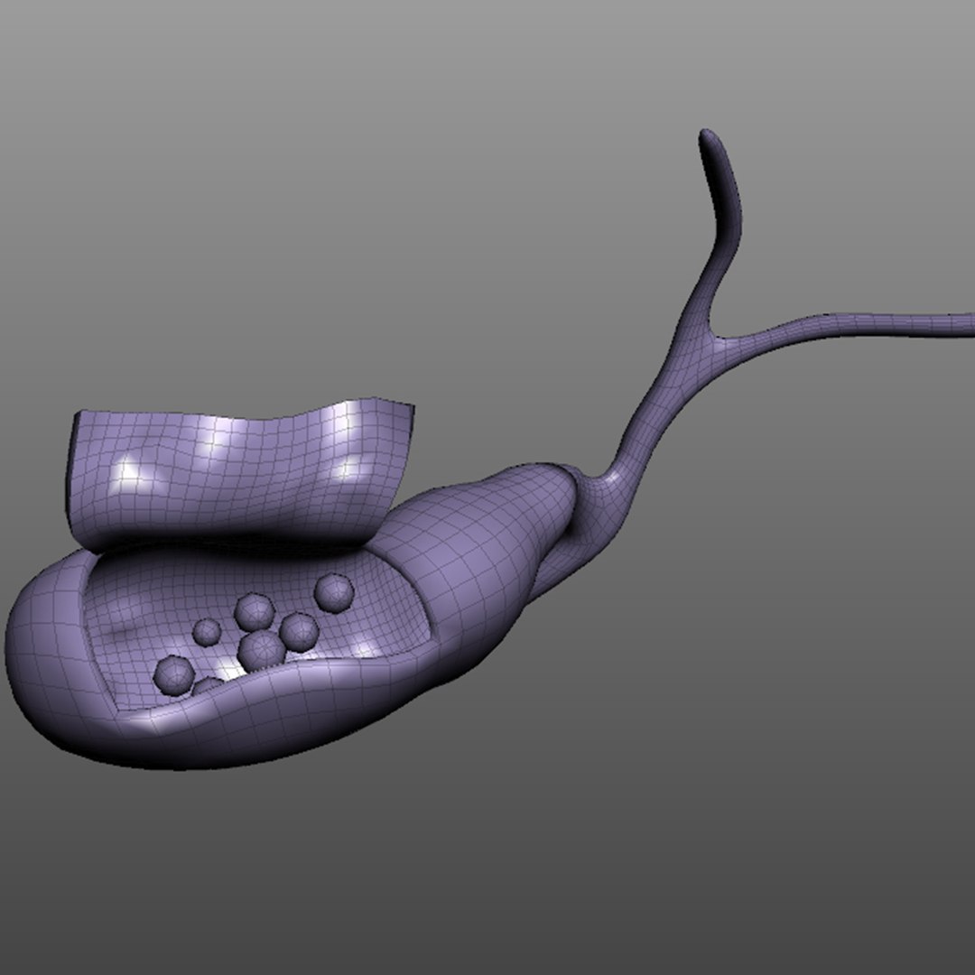 Human Gallbladder Anatomy 3D Model - TurboSquid 1521463