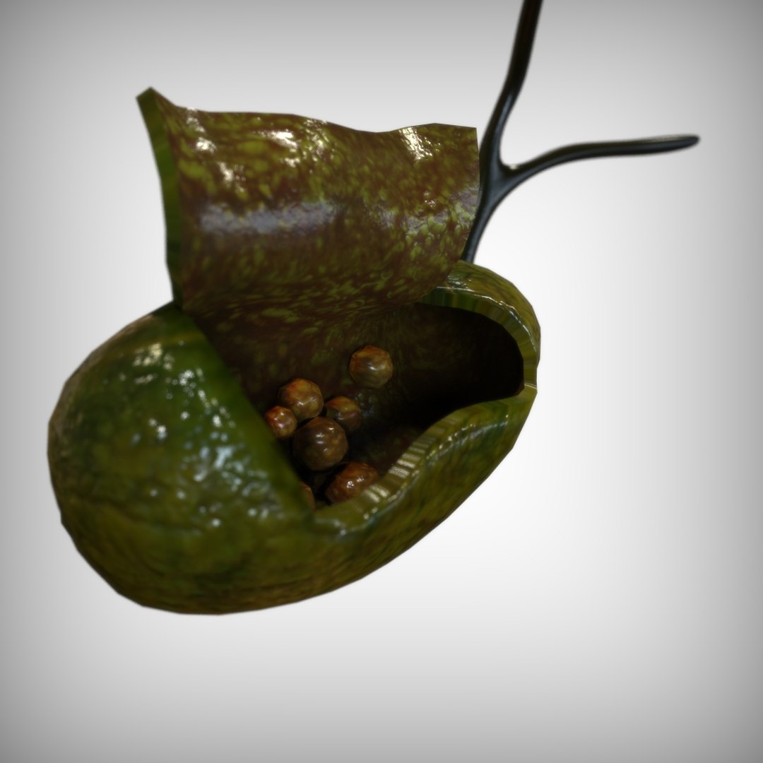 Human Gallbladder Anatomy 3D Model - TurboSquid 1521463