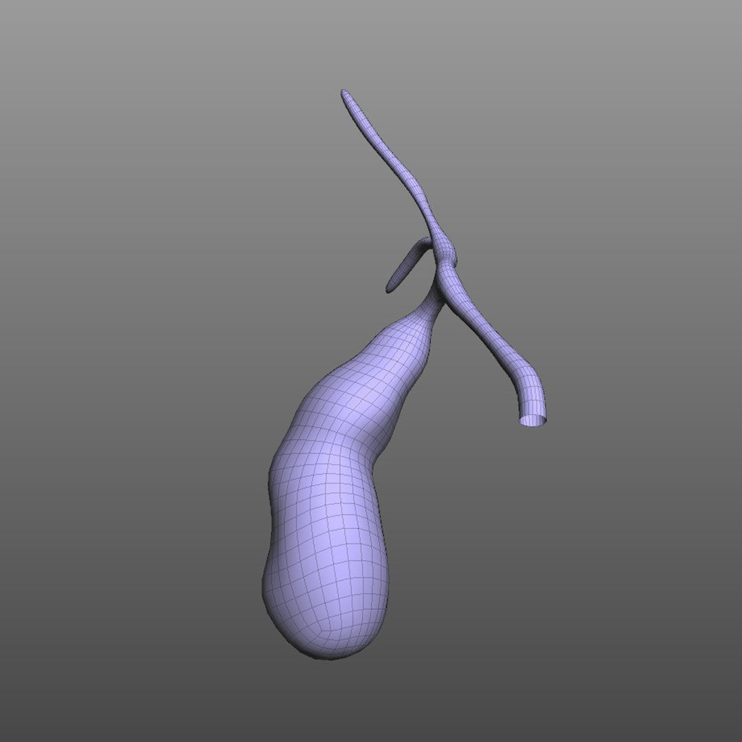 Human Gallbladder Anatomy 3D Model - TurboSquid 1521463