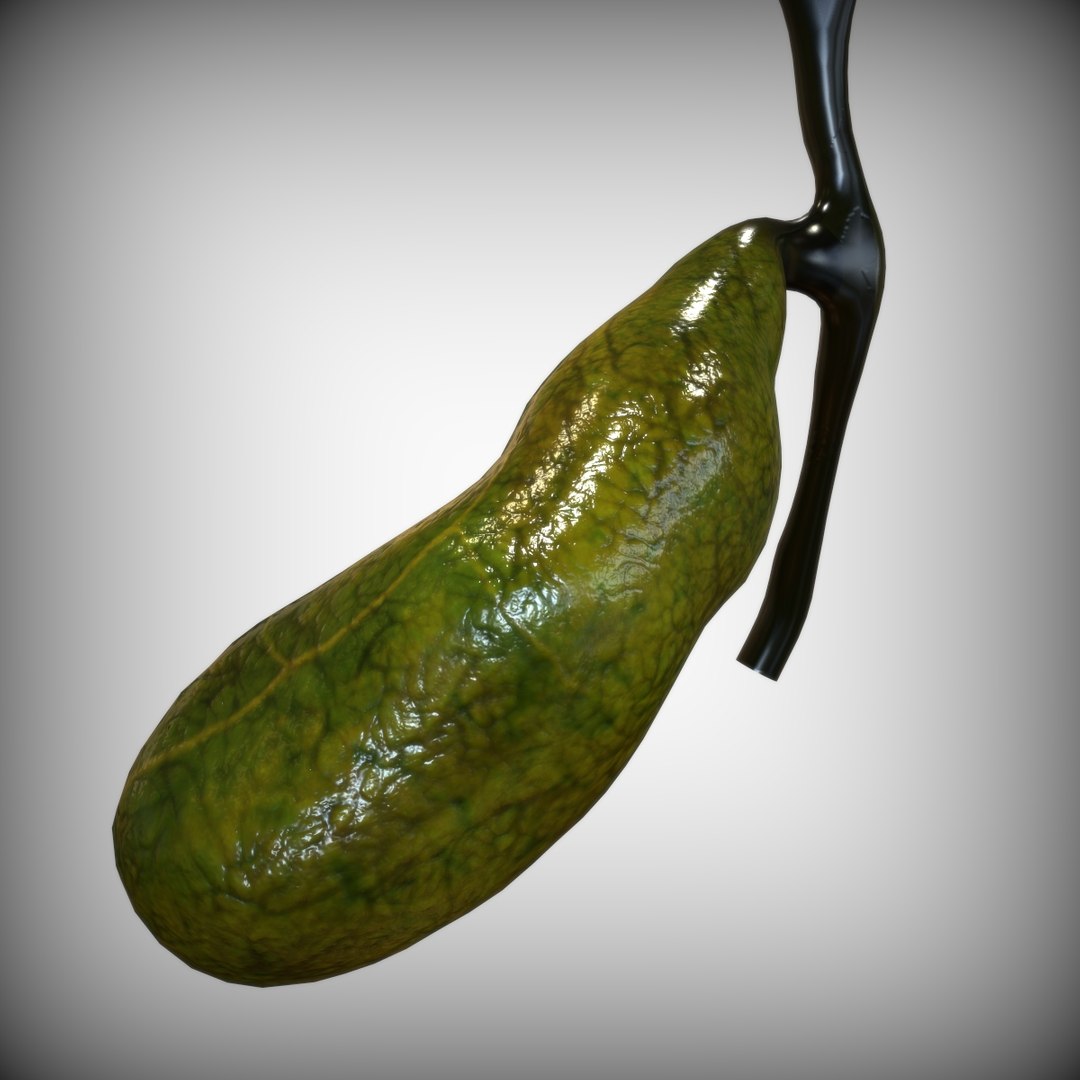 Human Gallbladder Anatomy 3D Model - TurboSquid 1521463