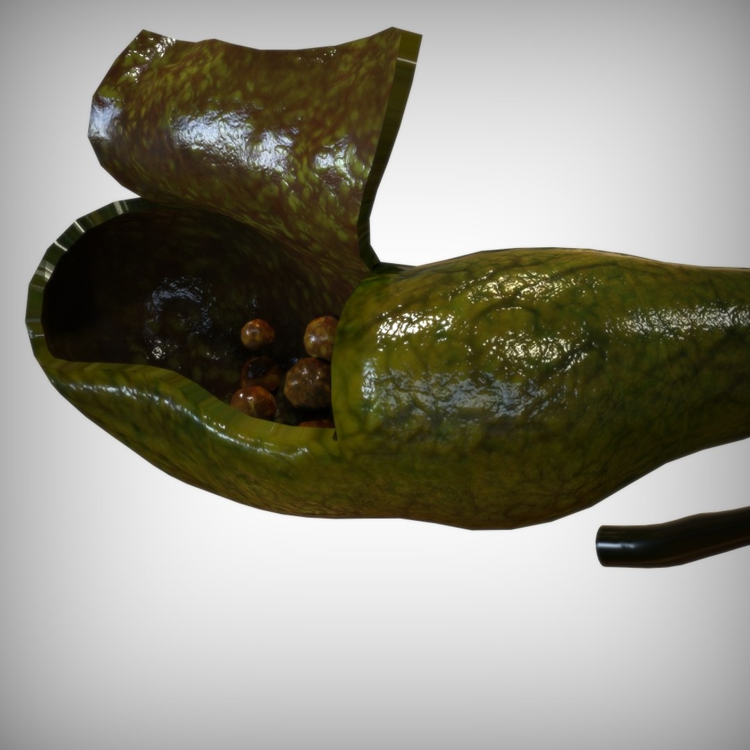 Human Gallbladder Anatomy 3D Model - TurboSquid 1521463