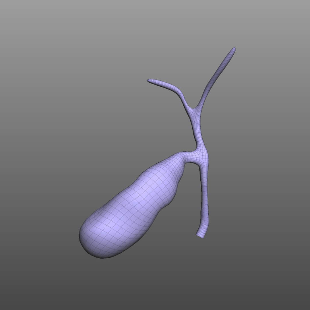 Human Gallbladder Anatomy 3D Model - TurboSquid 1521463
