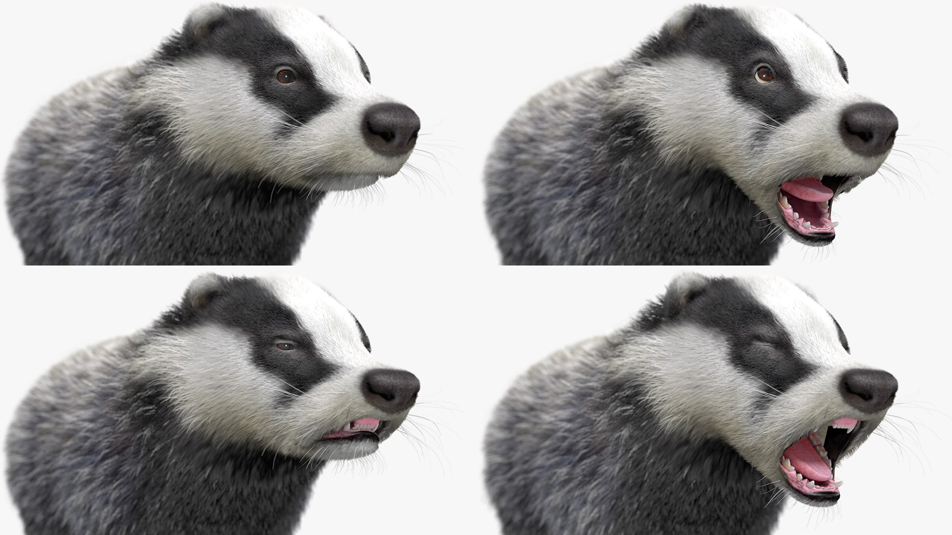Badger Rigged 3D model - TurboSquid 2068976