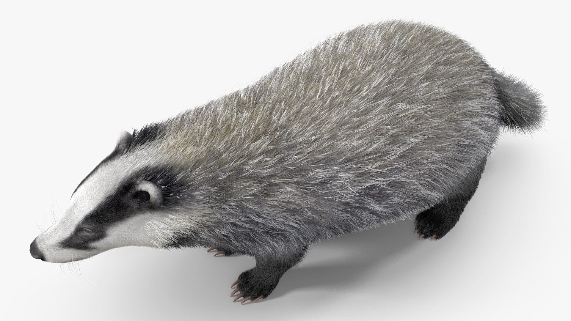 Badger Rigged 3D model - TurboSquid 2068976