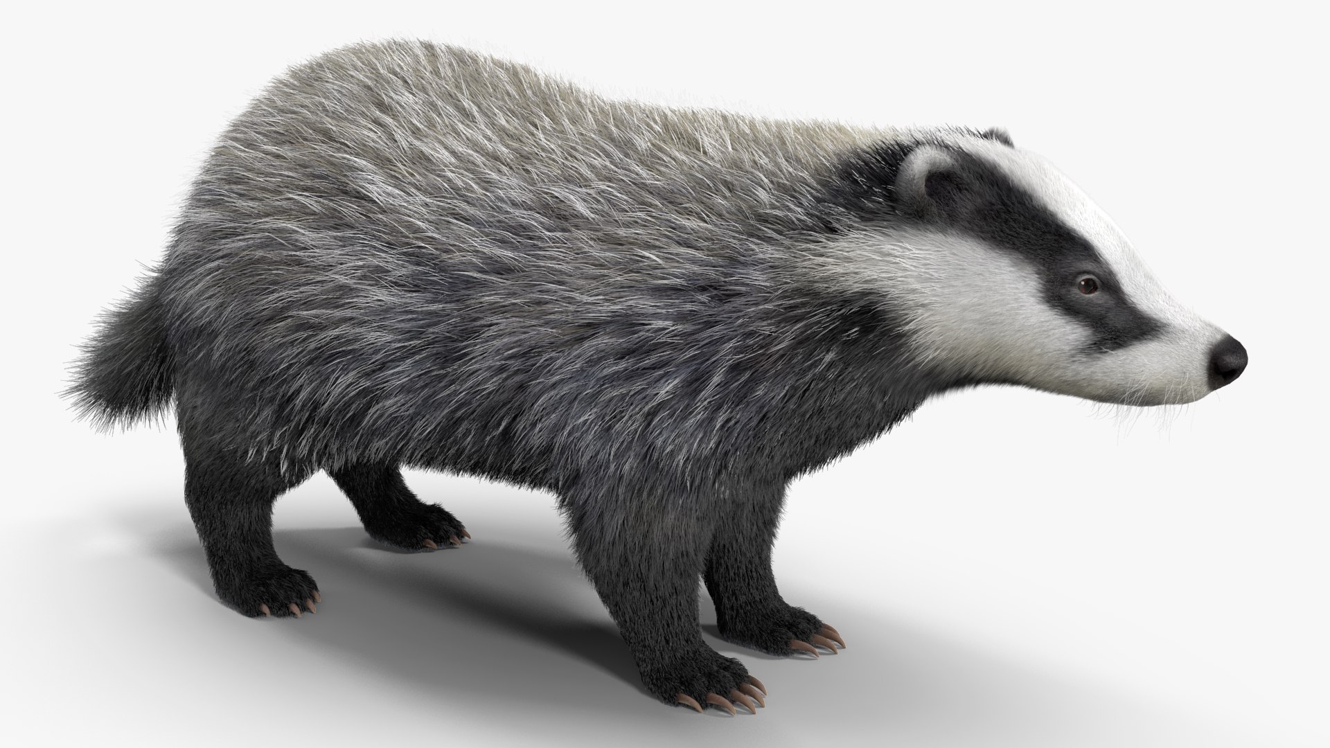 Badger Rigged 3D model - TurboSquid 2068976