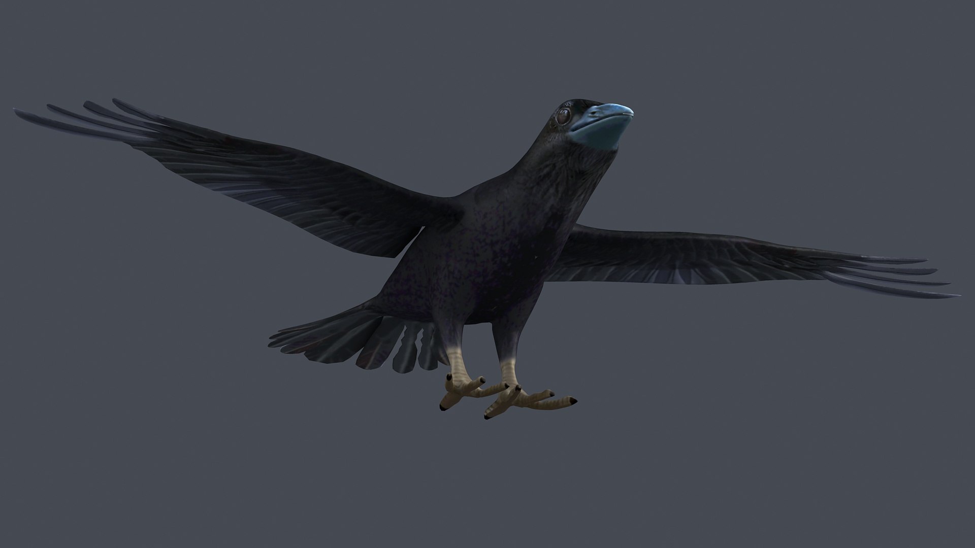 Crow Raven Black Bird Black Crow Raven Corvus Animal Bird Model ...