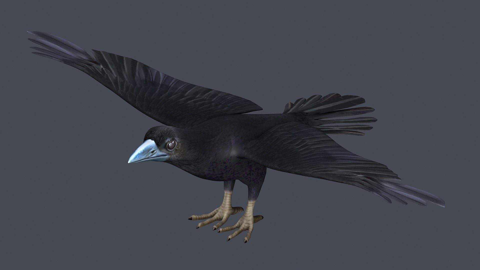 Crow Raven Black Bird Black Crow Raven Corvus Animal Bird Model - TurboSquid 2008338