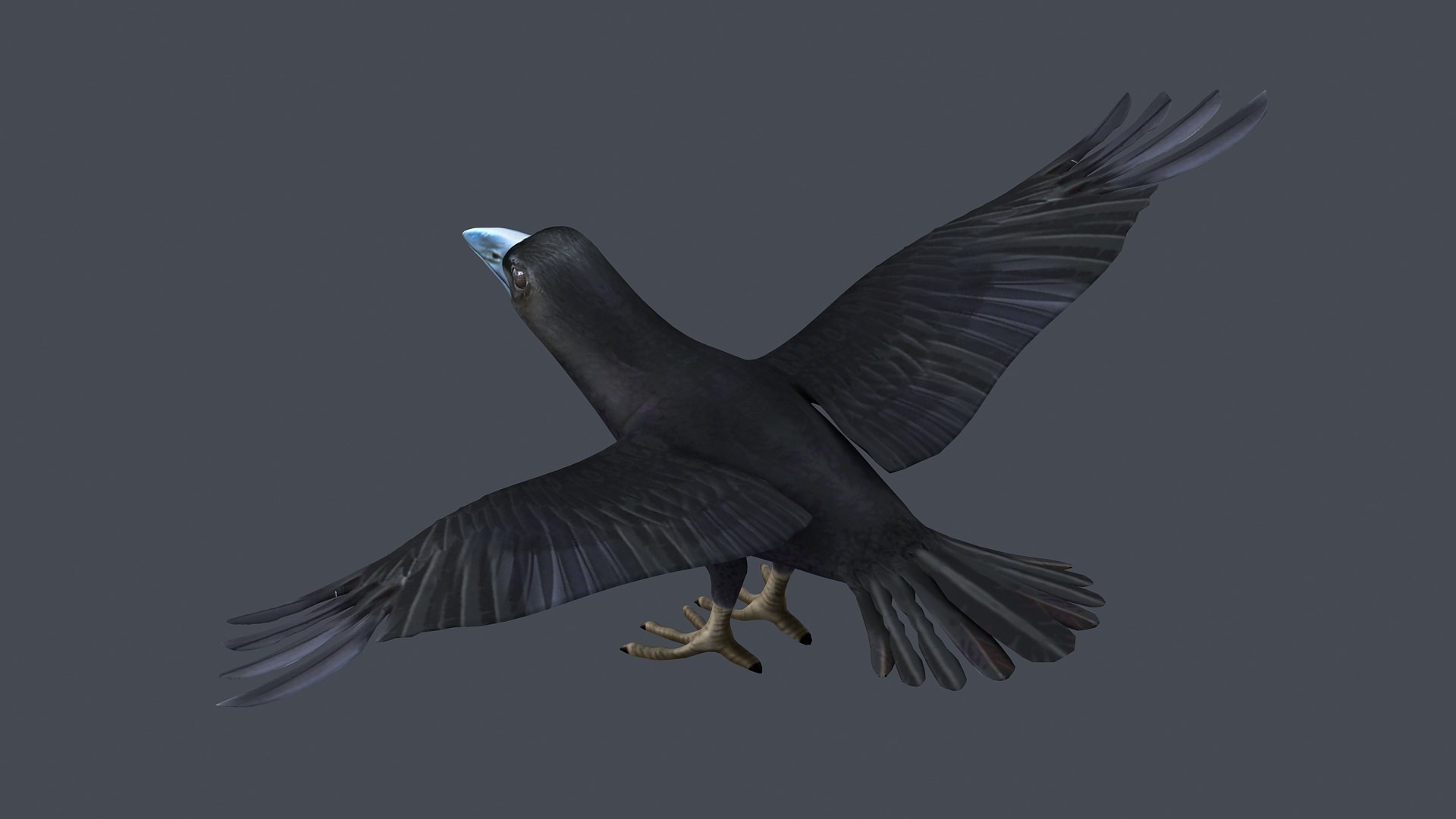 Crow Raven Black Bird Black Crow Raven Corvus Animal Bird Model ...