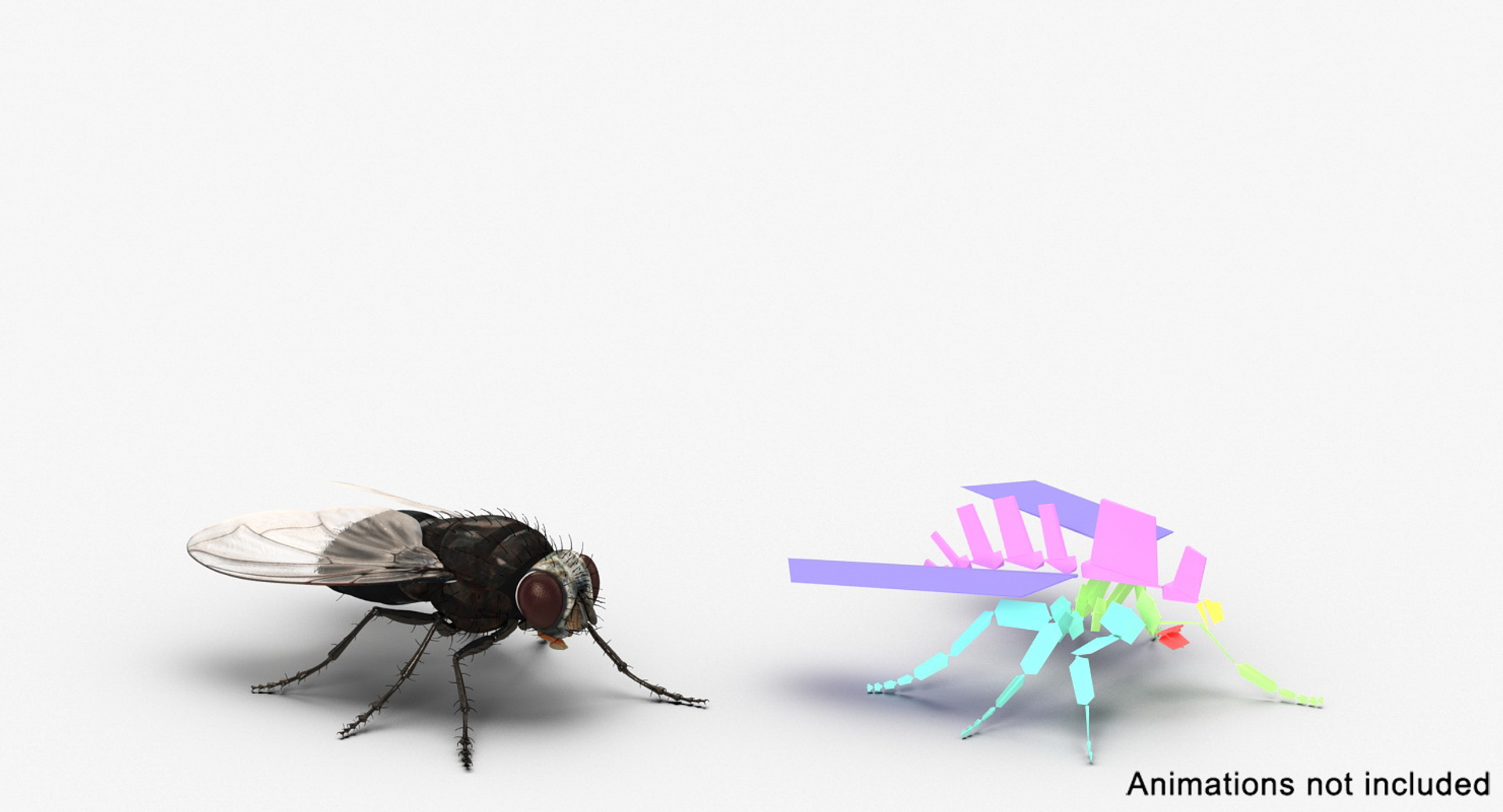 Fly Rigged 3d Model