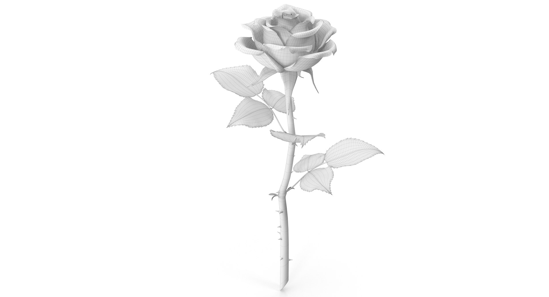 Rose Modeled Max