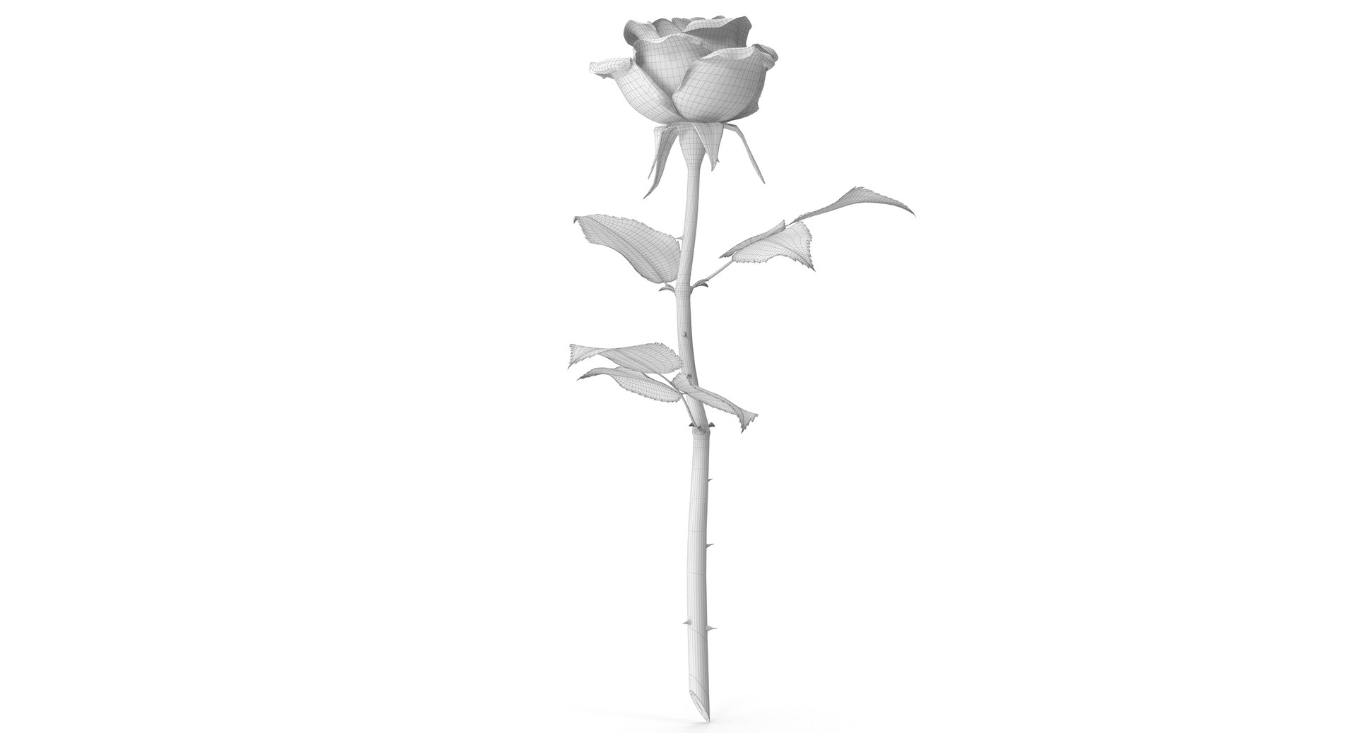 Rose Modeled Max