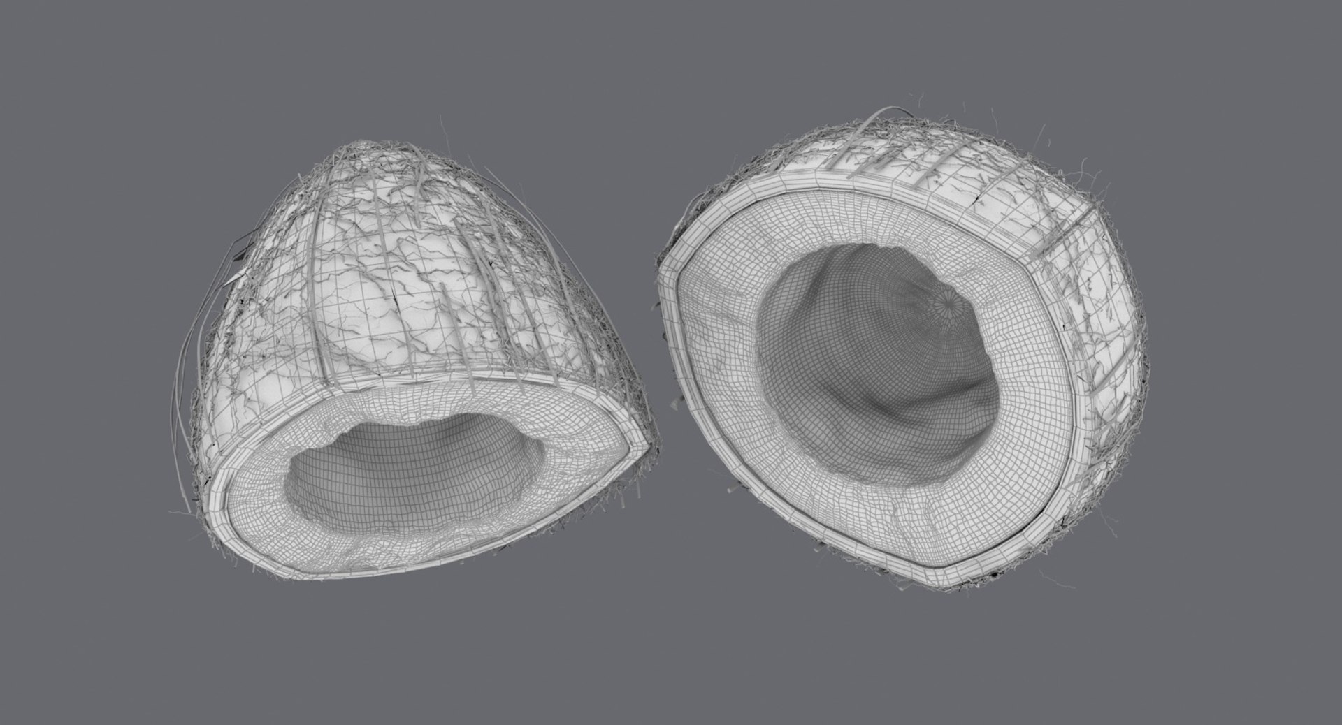 3d Model Coconut Cross Section