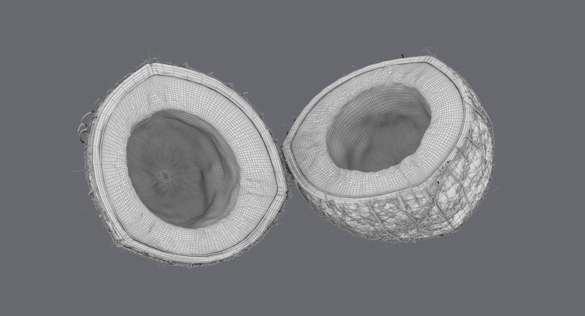 3d Model Coconut Cross Section