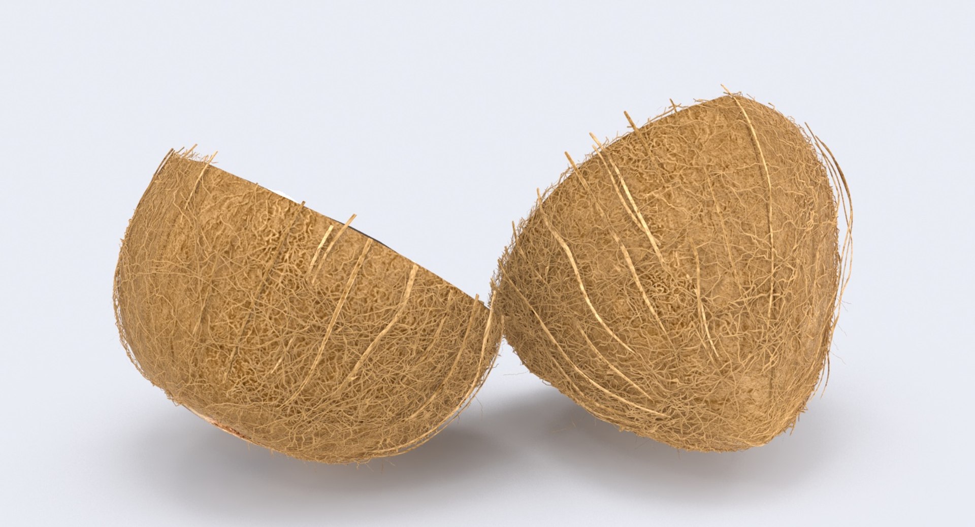 3d Model Coconut Cross Section