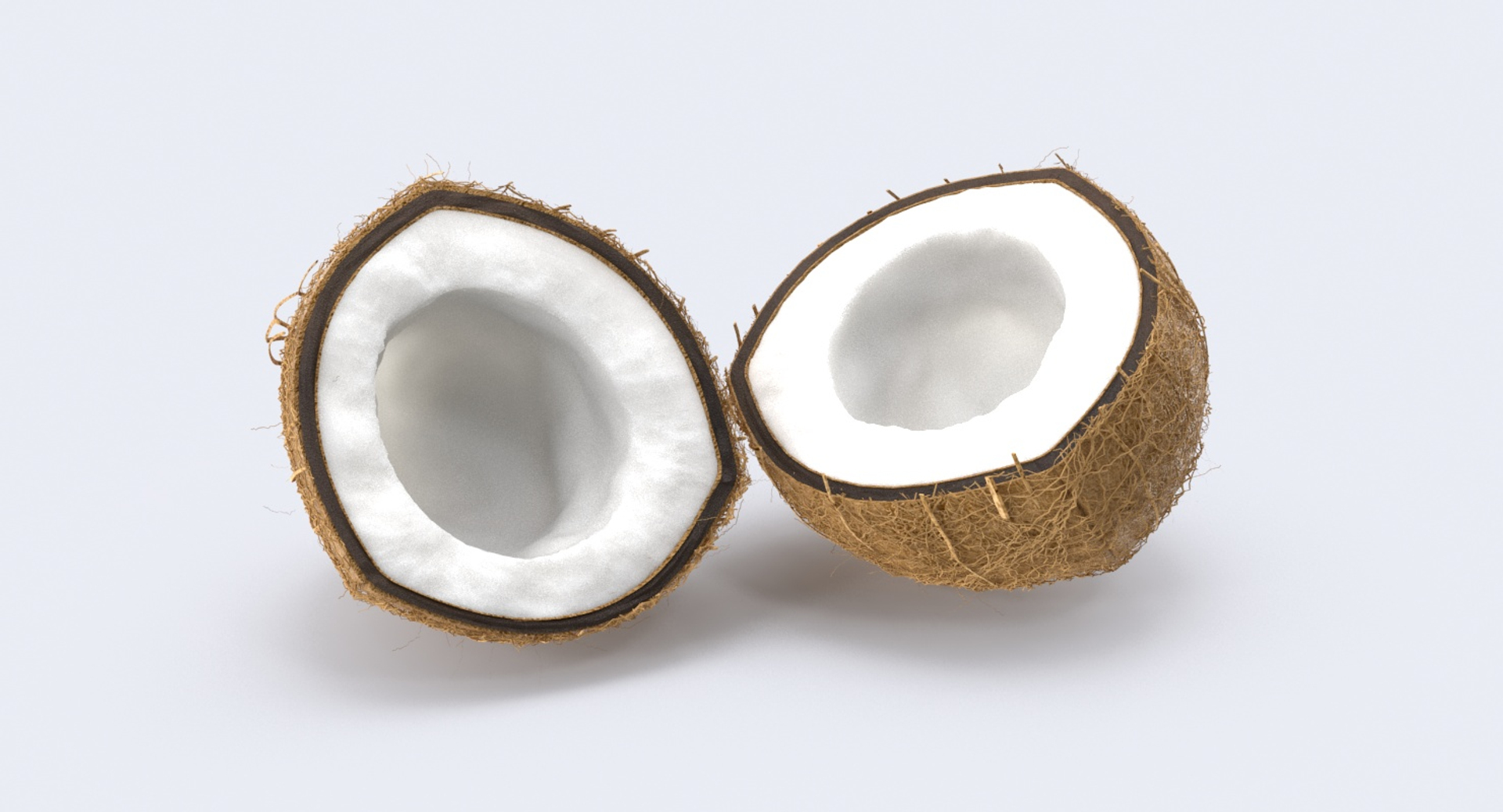3d Model Coconut Cross Section