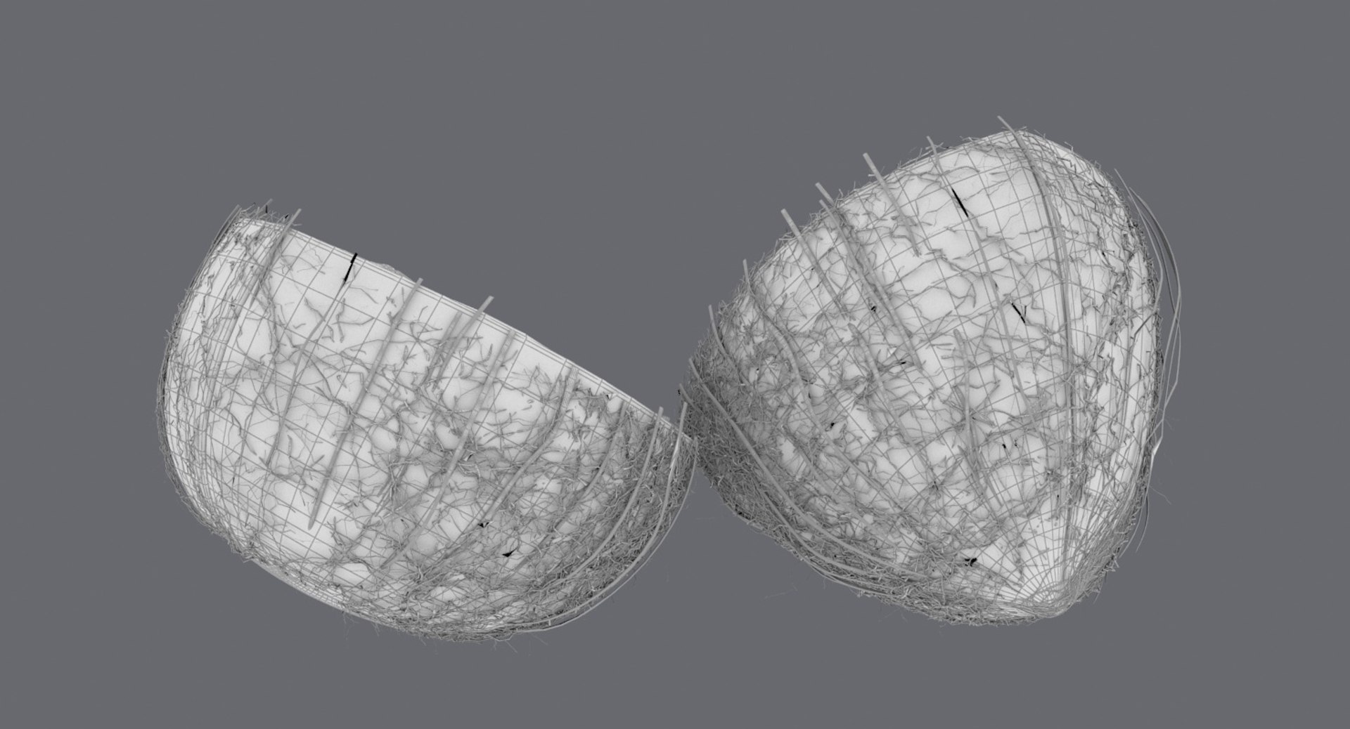 3d Model Coconut Cross Section