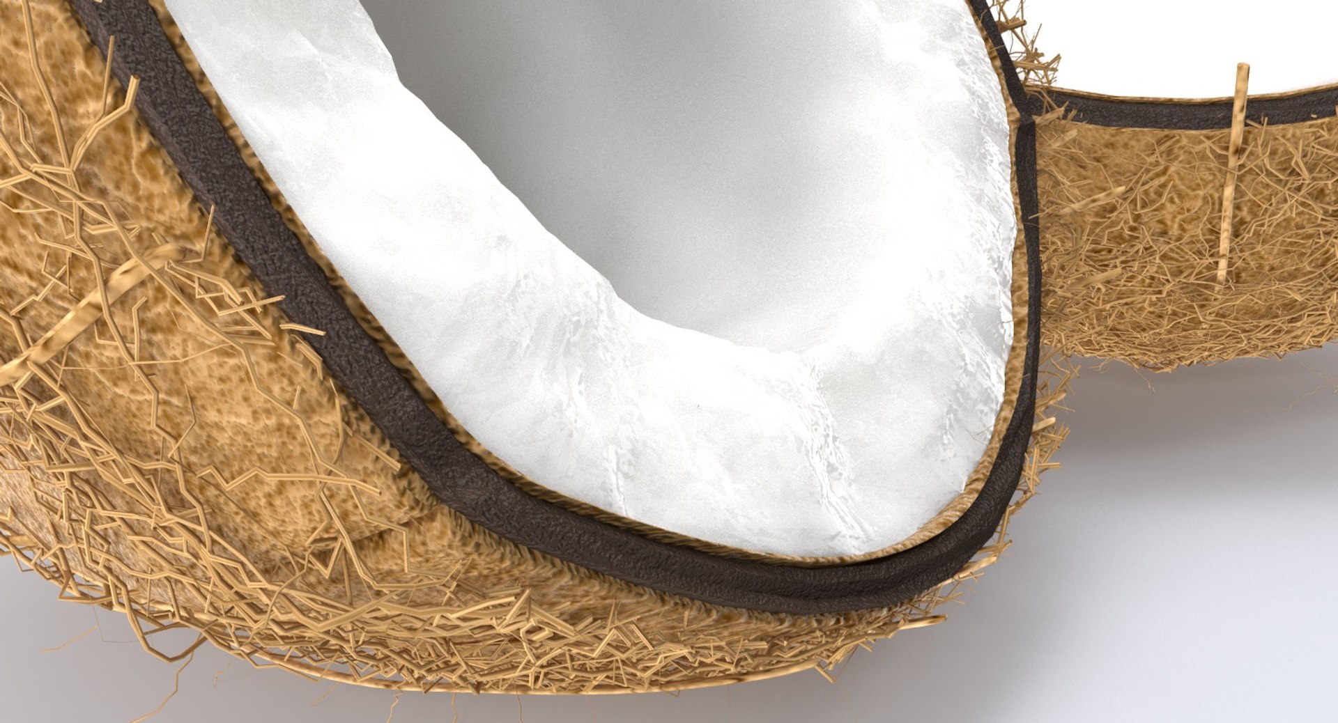 3d Model Coconut Cross Section