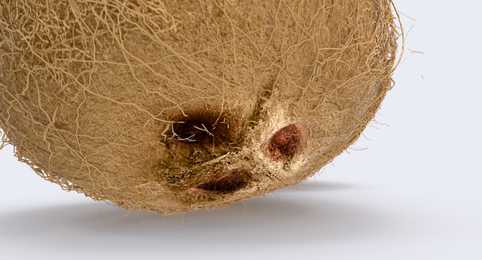 3d Model Coconut Cross Section