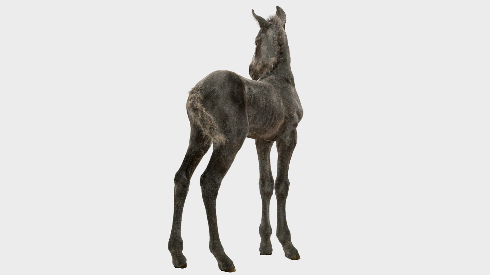 3D realistic horse foal model - TurboSquid 1596056