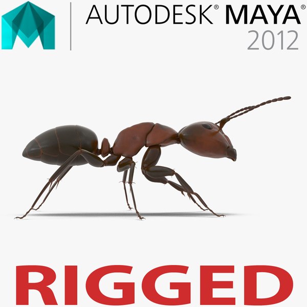 Free 3D Ant Models | TurboSquid