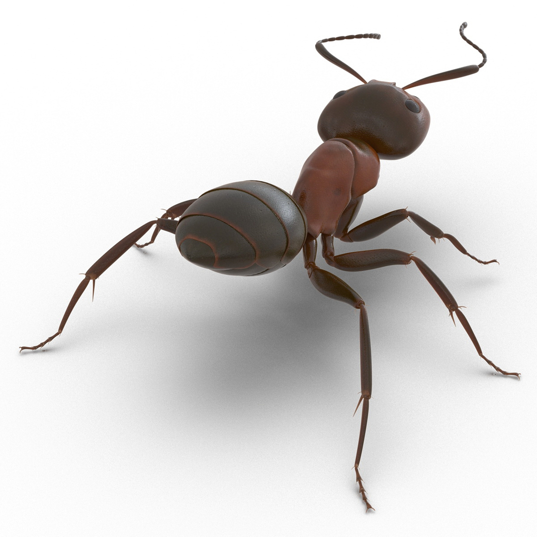 red ant rigged ma
