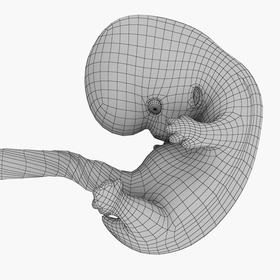 3D human fetus week 8 - TurboSquid 1176645