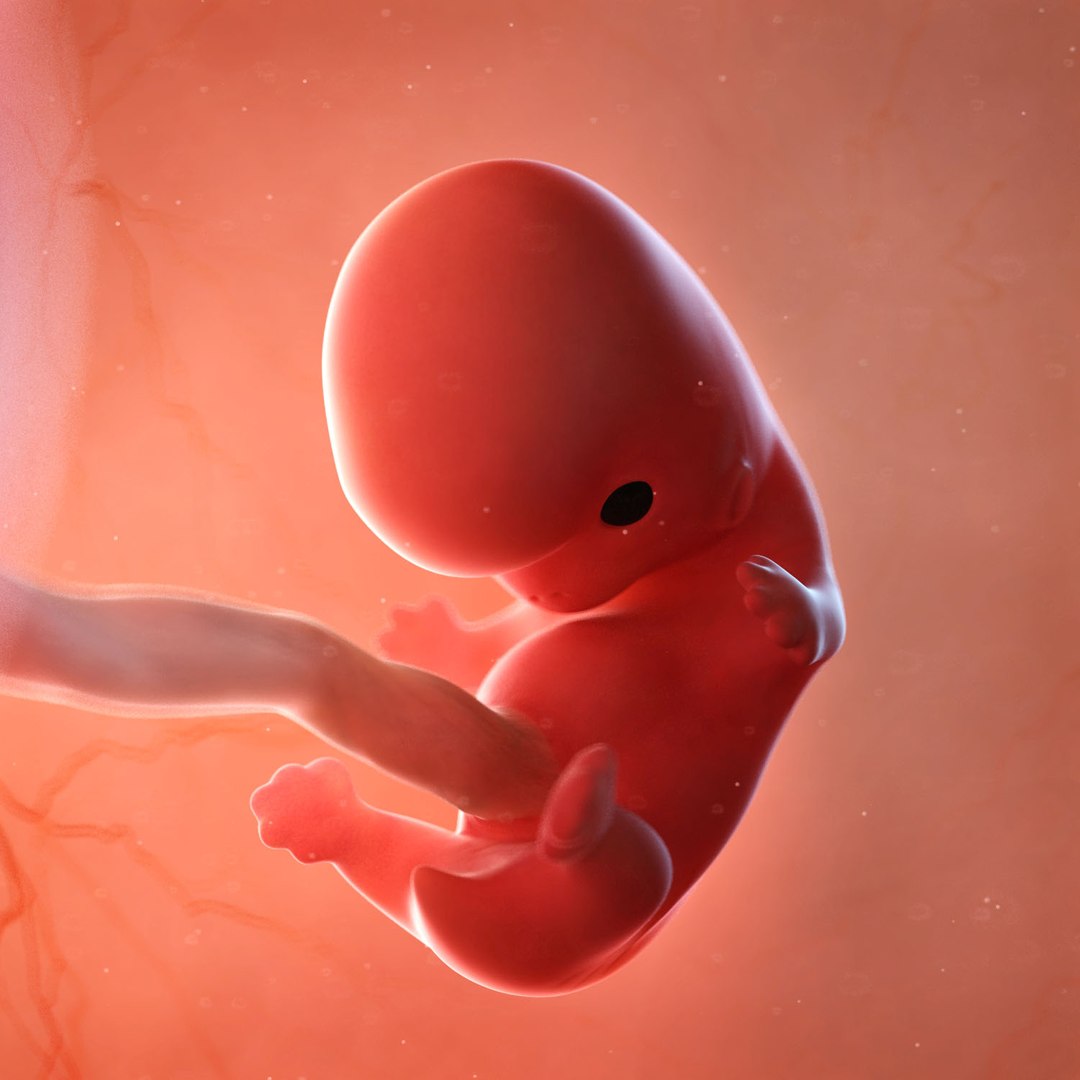 3D human fetus week 8 - TurboSquid 1176645