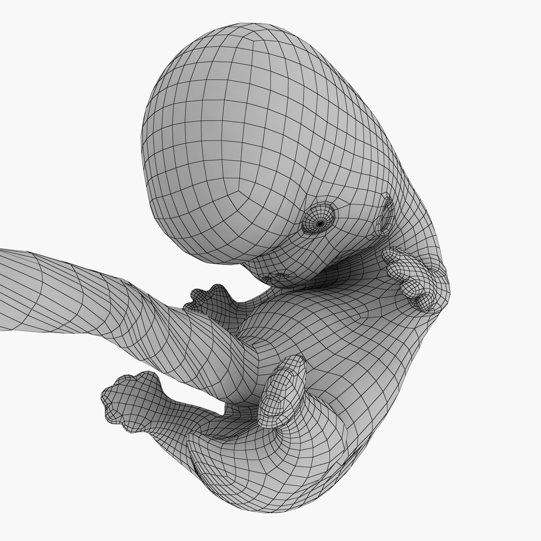 3D human fetus week 8 - TurboSquid 1176645