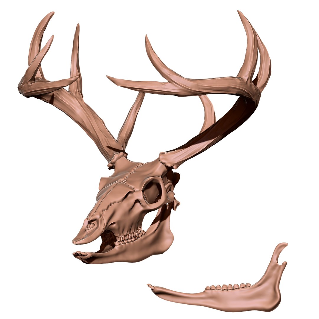 Deer Skull Model - TurboSquid 2027479