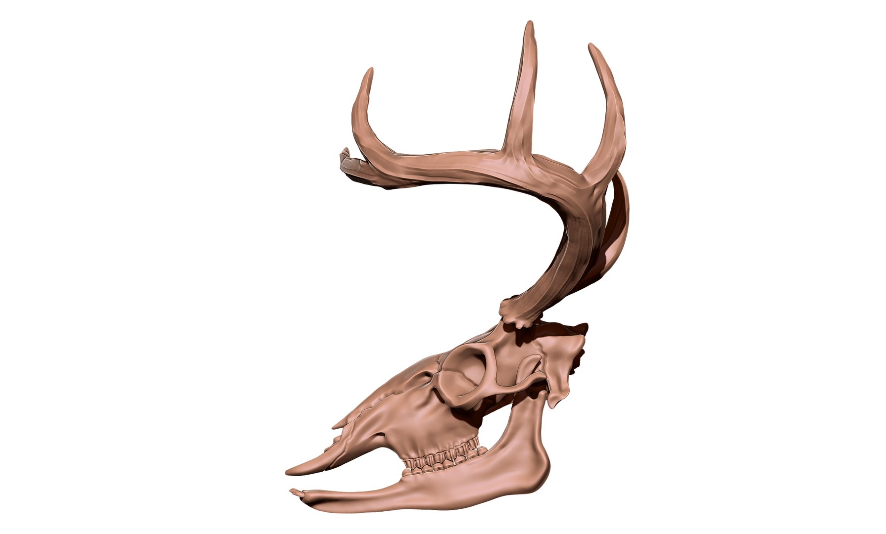 Deer Skull Model - TurboSquid 2027479