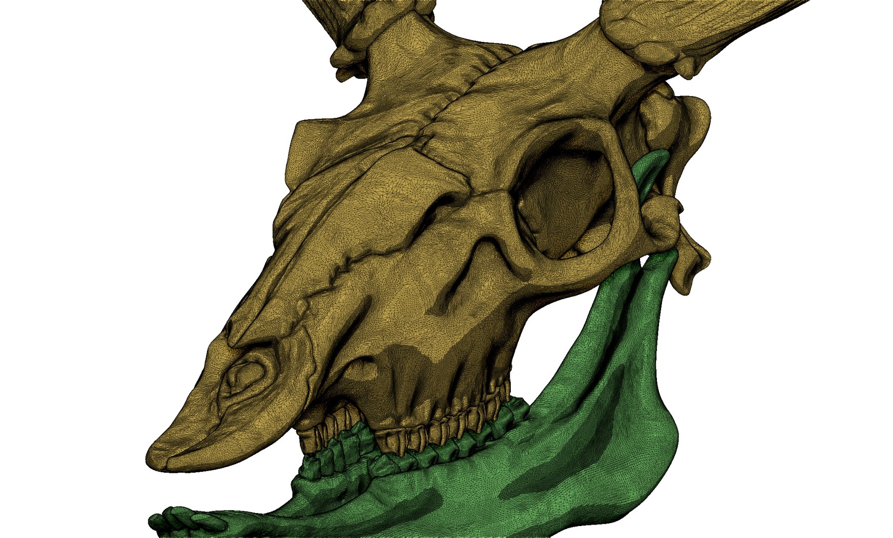 Deer Skull Model - TurboSquid 2027479