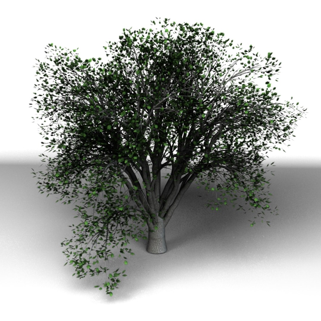 3d Tree Modo