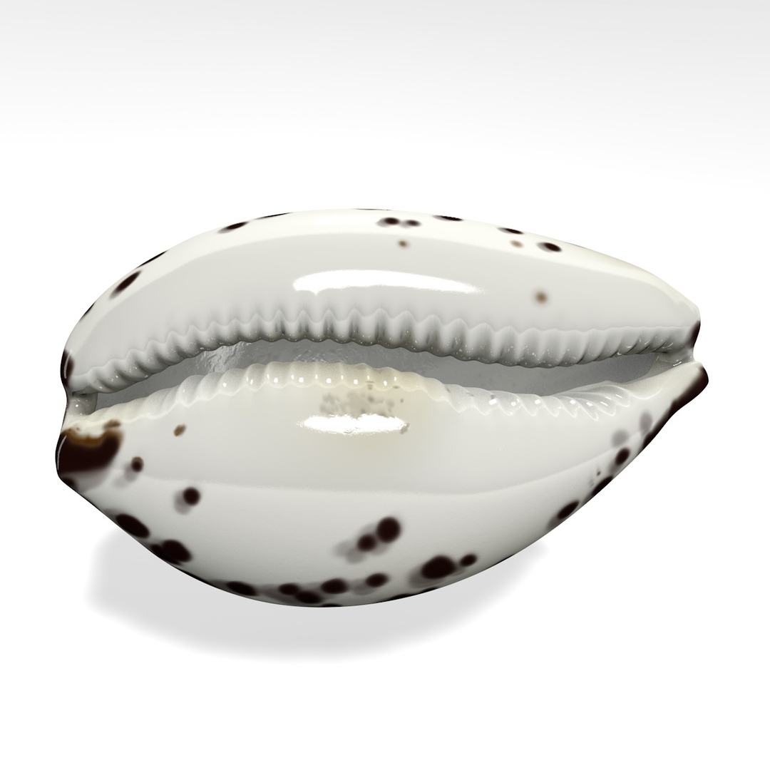 3D model cypraea tigris shell - TurboSquid 1222682
