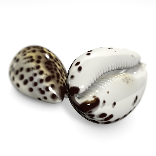 3D model cypraea tigris shell - TurboSquid 1222682