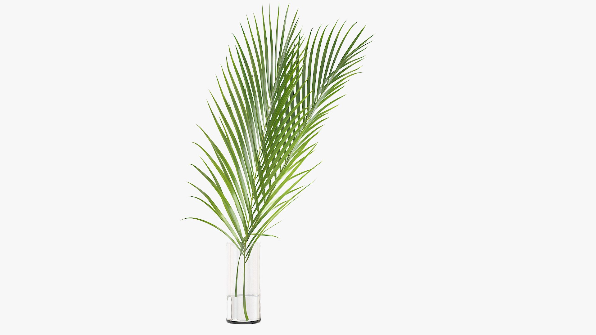 3D Model Palm Leaves - TurboSquid 1536080