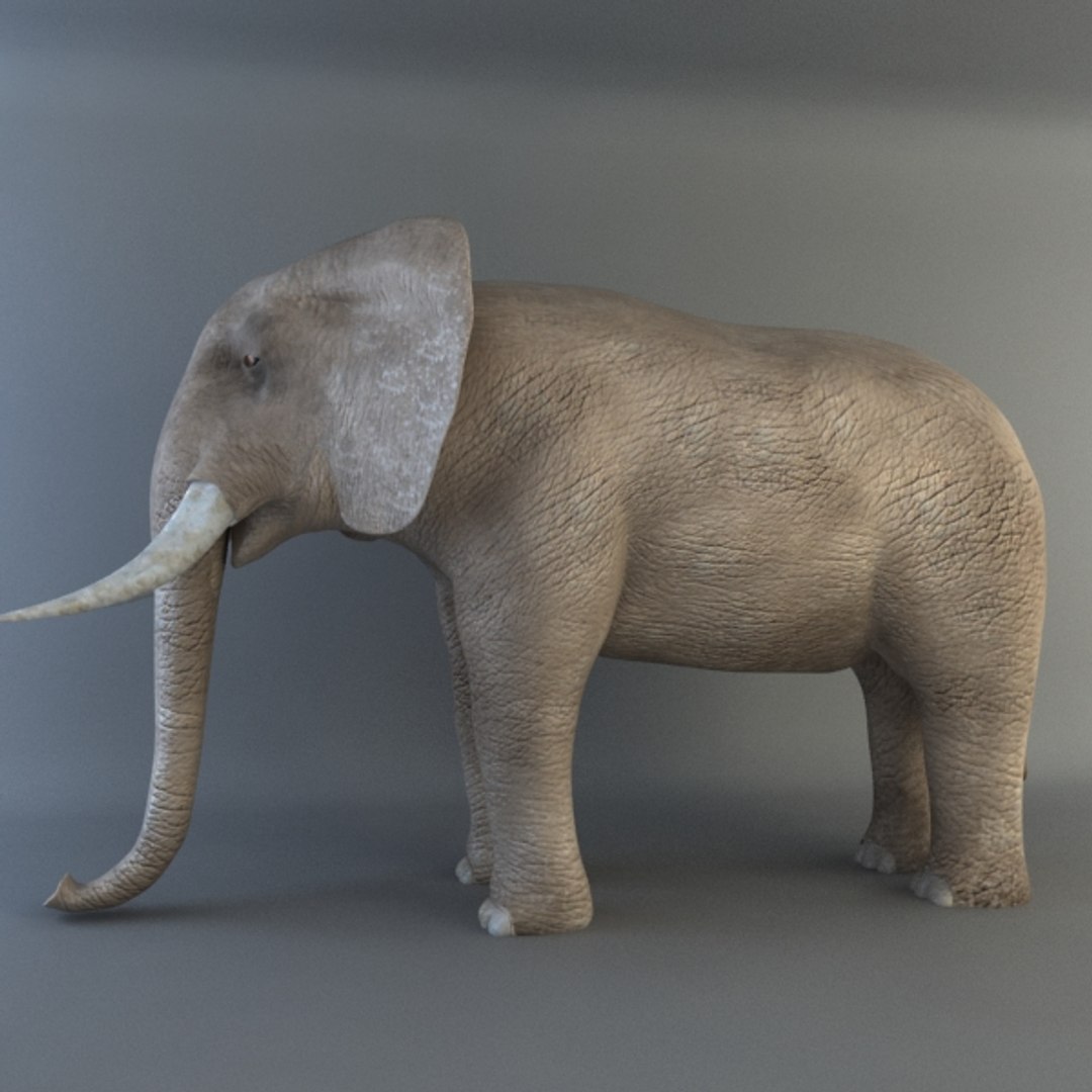 3d Elephant African Model