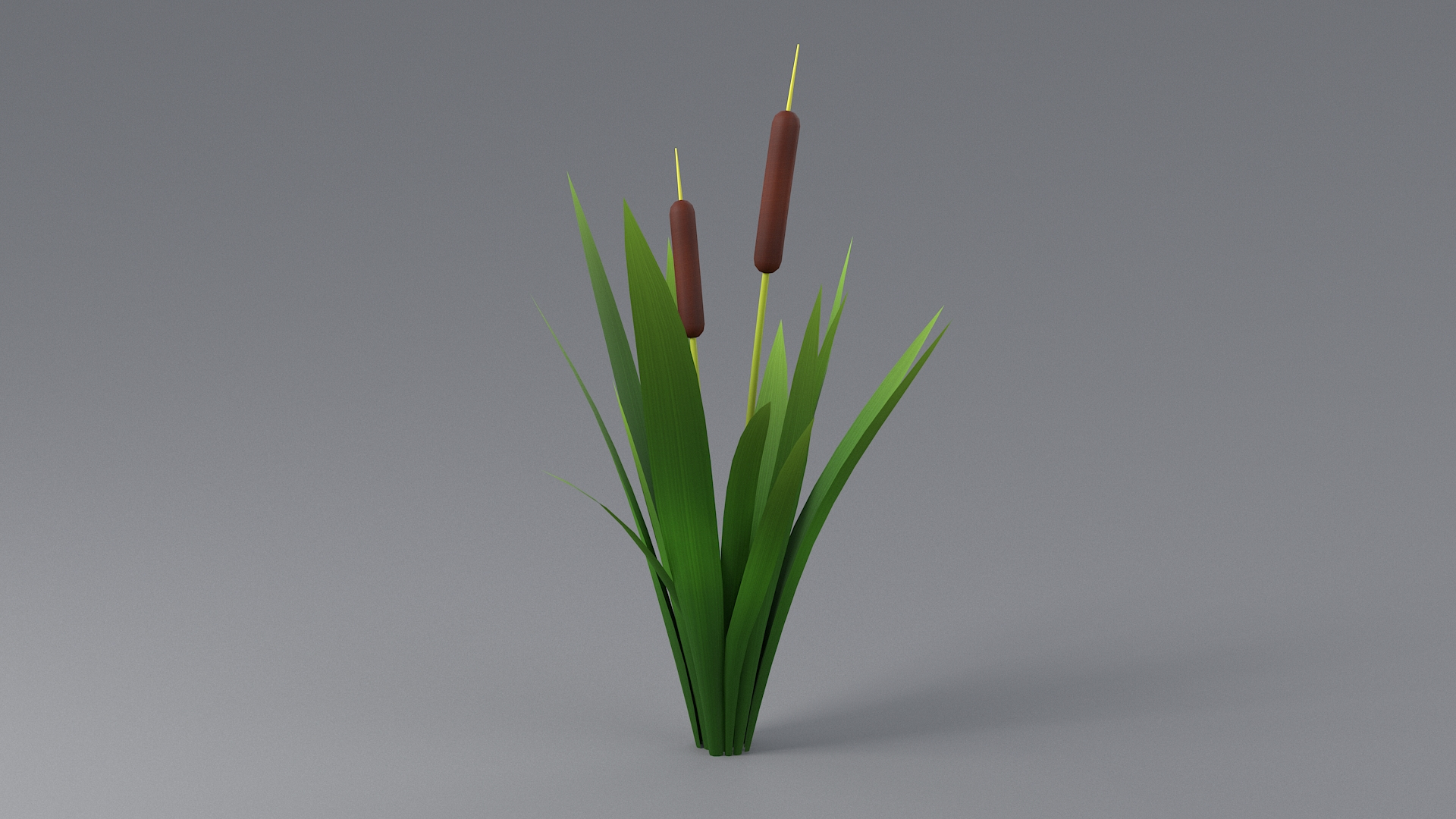 Cartoon Cattail Pack 3D model - TurboSquid 1904315