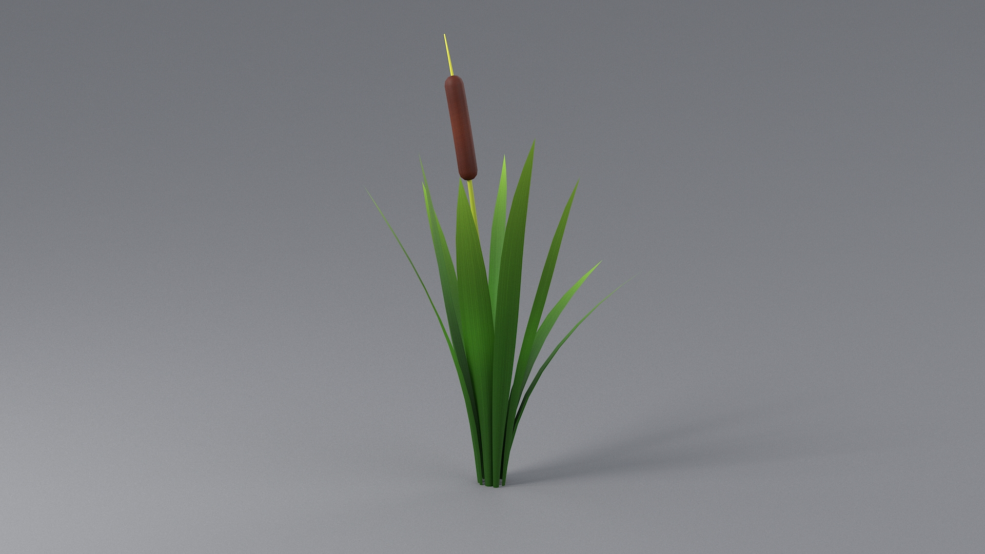 Cartoon Cattail Pack 3D Model - TurboSquid 1904315