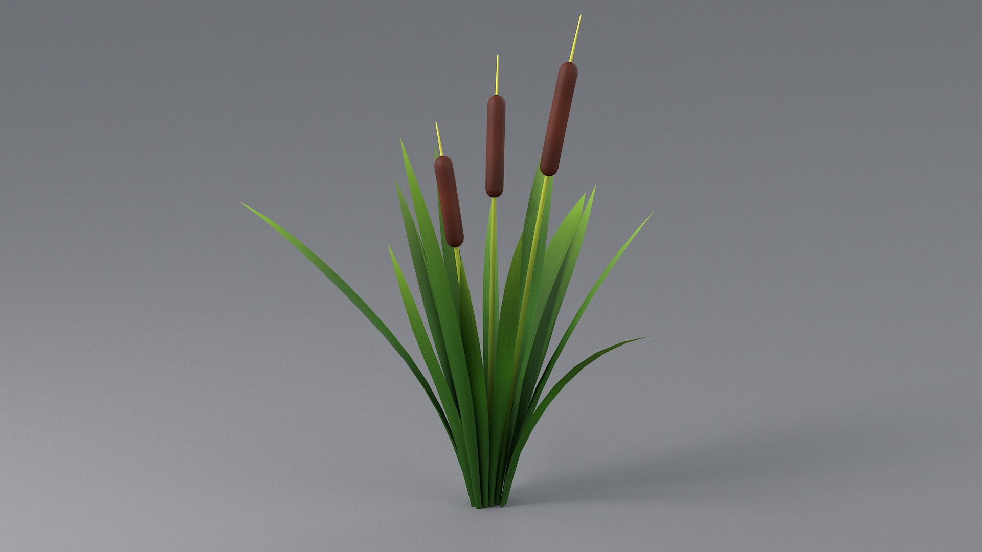 Cartoon Cattail Pack 3D model - TurboSquid 1904315