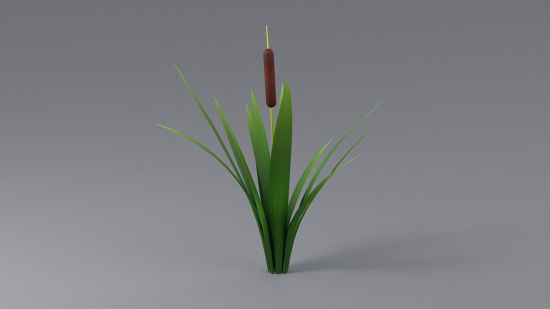 Cartoon Cattail Pack 3D Model - TurboSquid 1904315